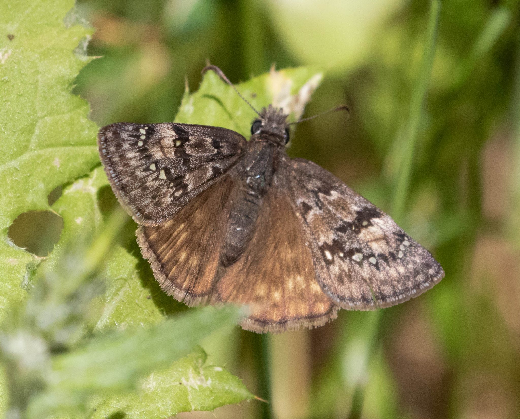 Propertius Duskywing - Native Here Nursery