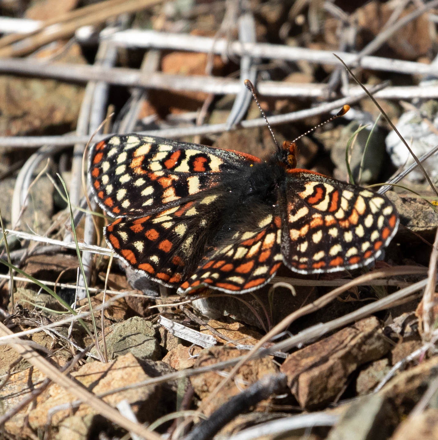 Edith's Checkerspot - Native Here Nursery