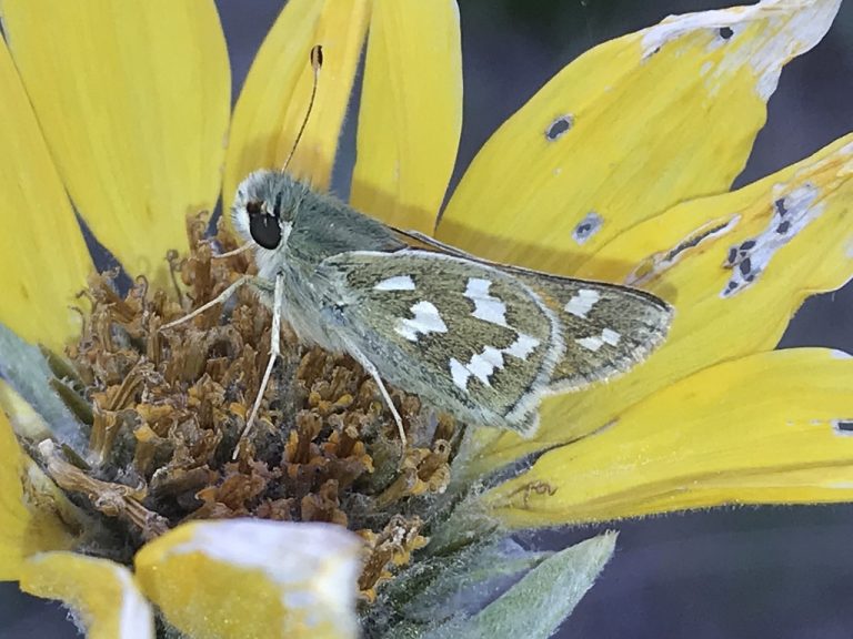 Juba Skipper - Native Here Nursery