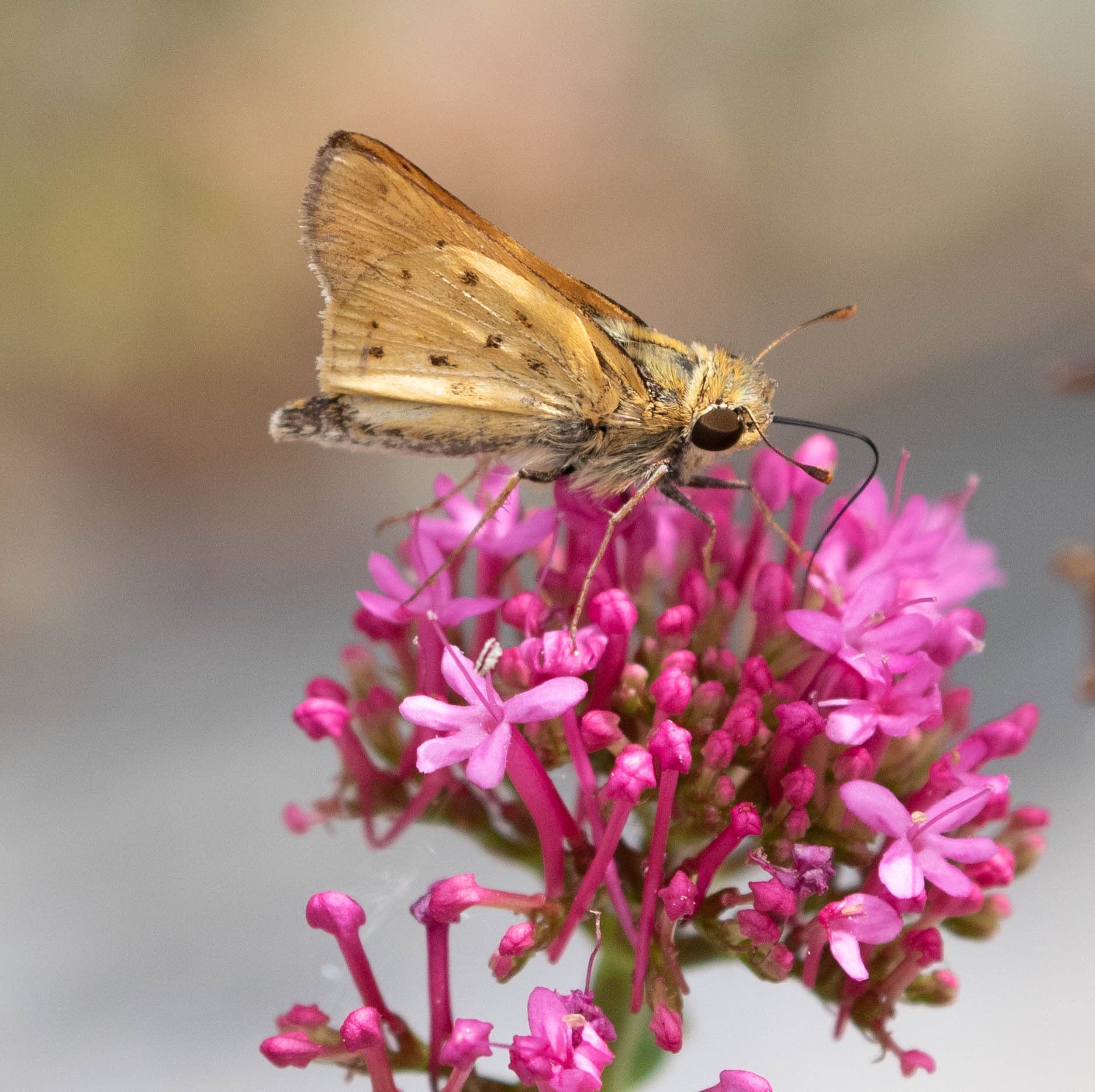 Fiery Skipper - Native Here Nursery