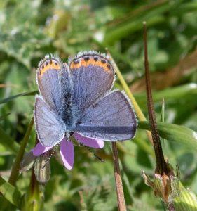 Acmon Blue Butterfly | Native Here Nursery