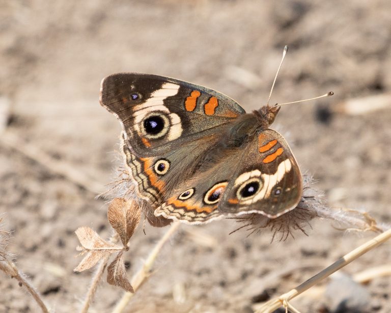 Common Buckeye - Native Here Nursery