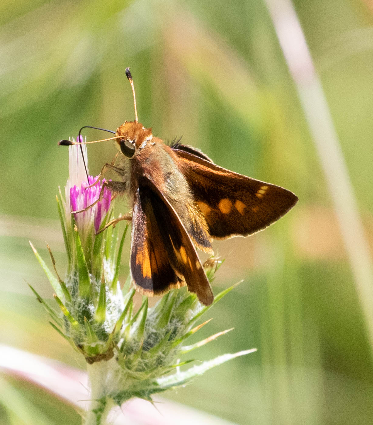 Umber Skipper - Native Here Nursery