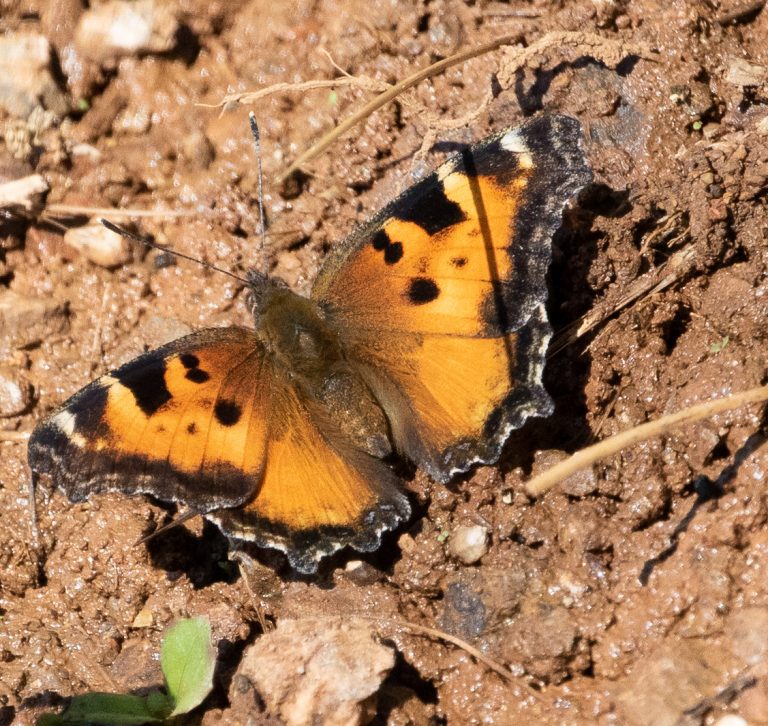 California Tortoiseshell - Native Here Nursery