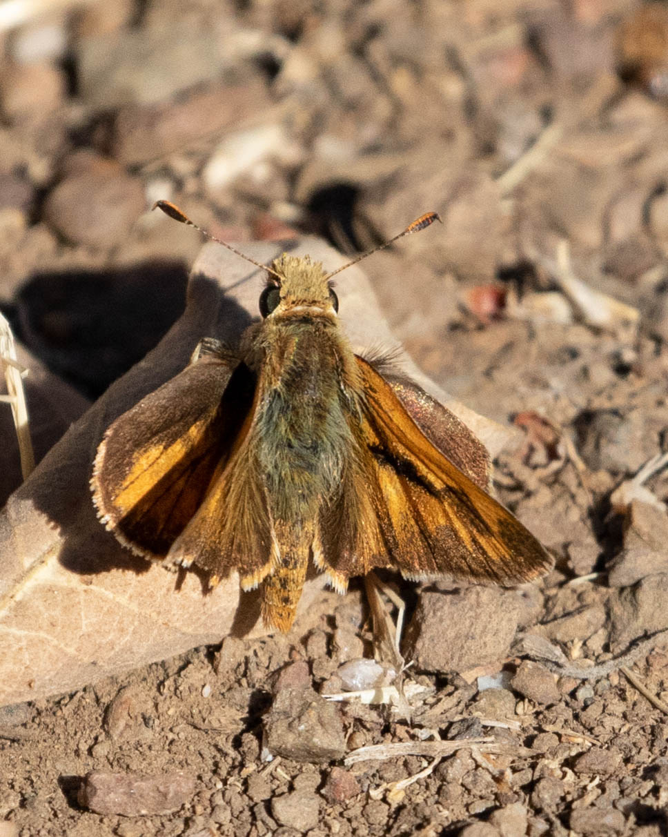 Woodland Skipper - Native Here Nursery