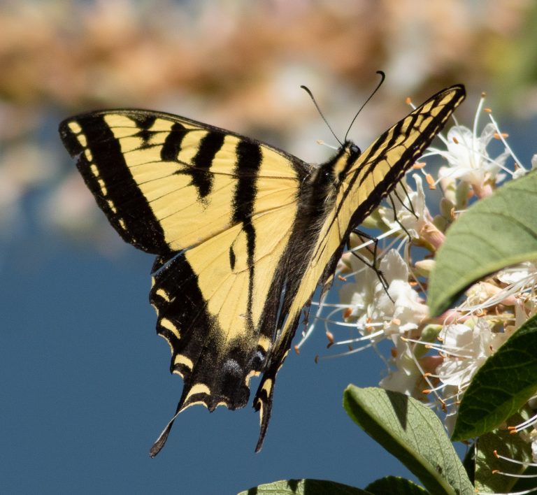 Western Tiger Swallowtail - Native Here Nursery