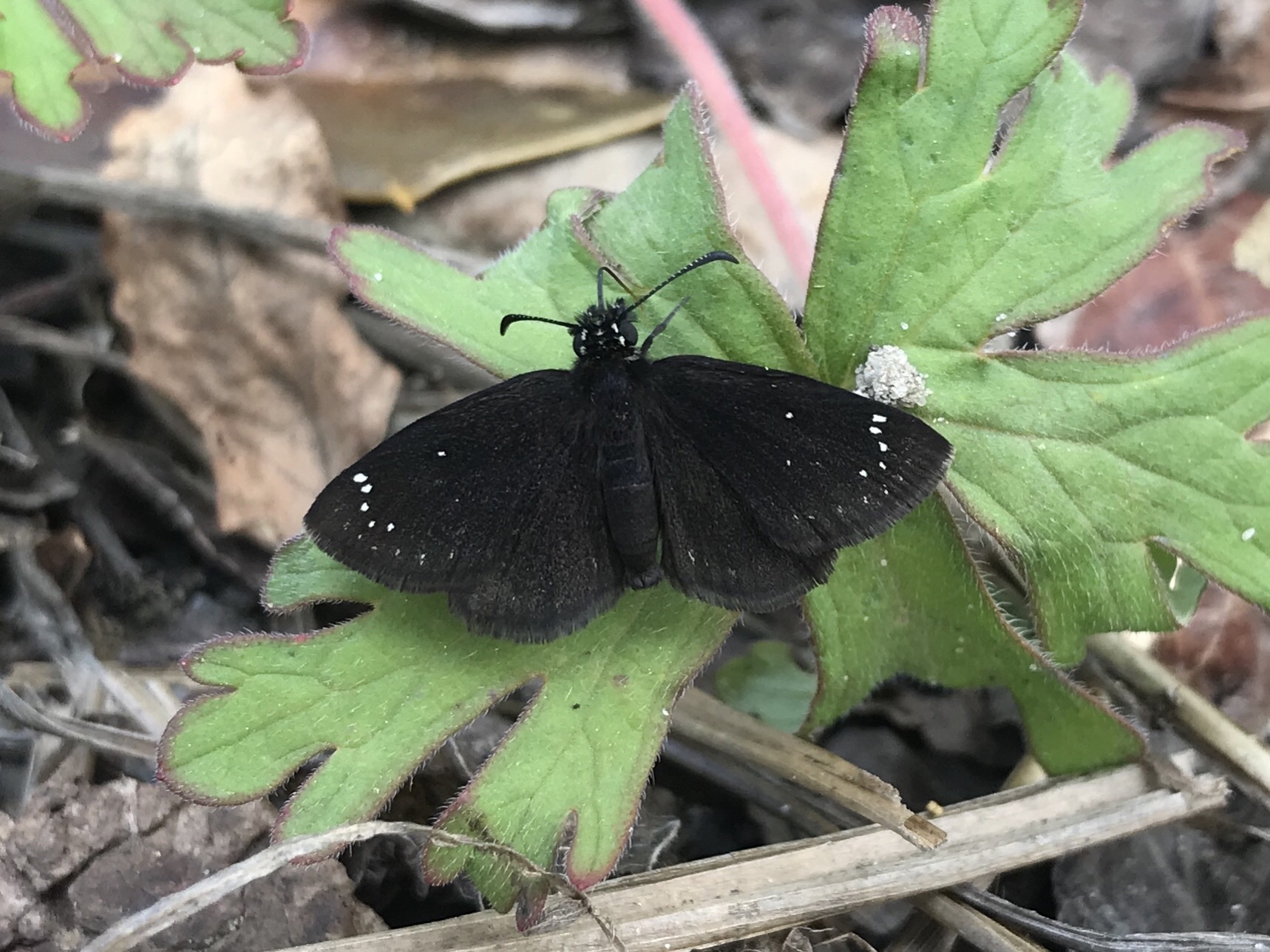 Common Sootywing - Native Here Nursery