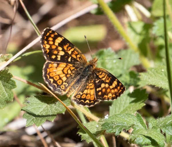 Field Crescent - Native Here Nursery