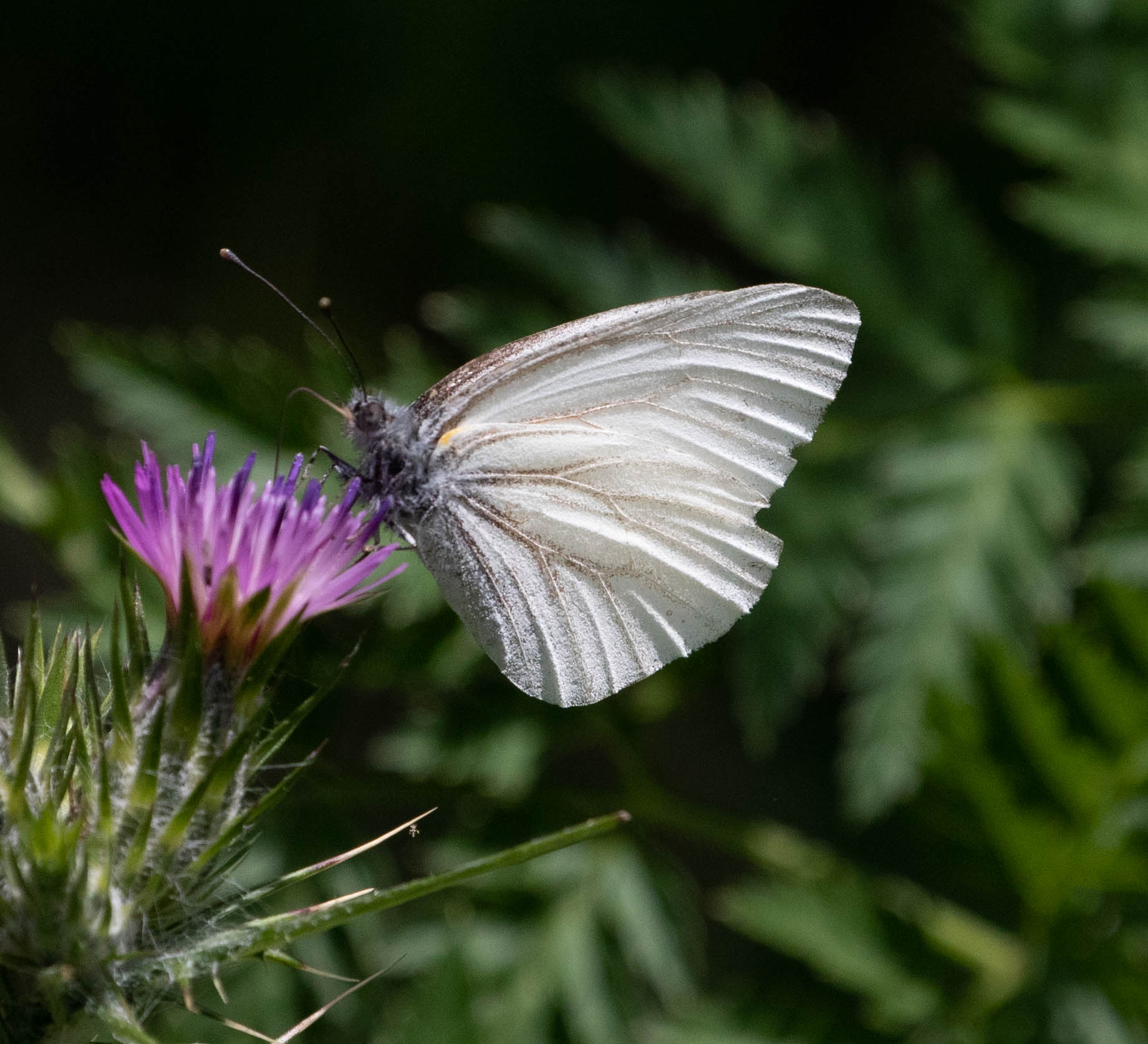 Margined White - Native Here Nursery