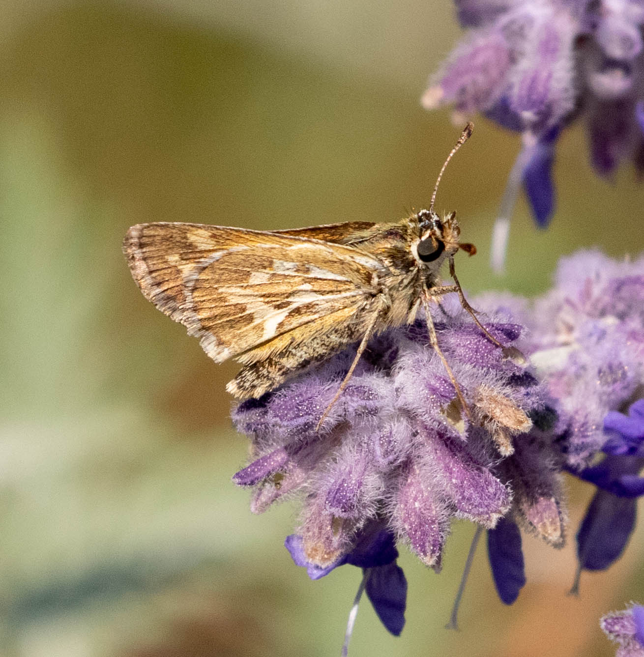 Sandhill Skipper - Native Here Nursery