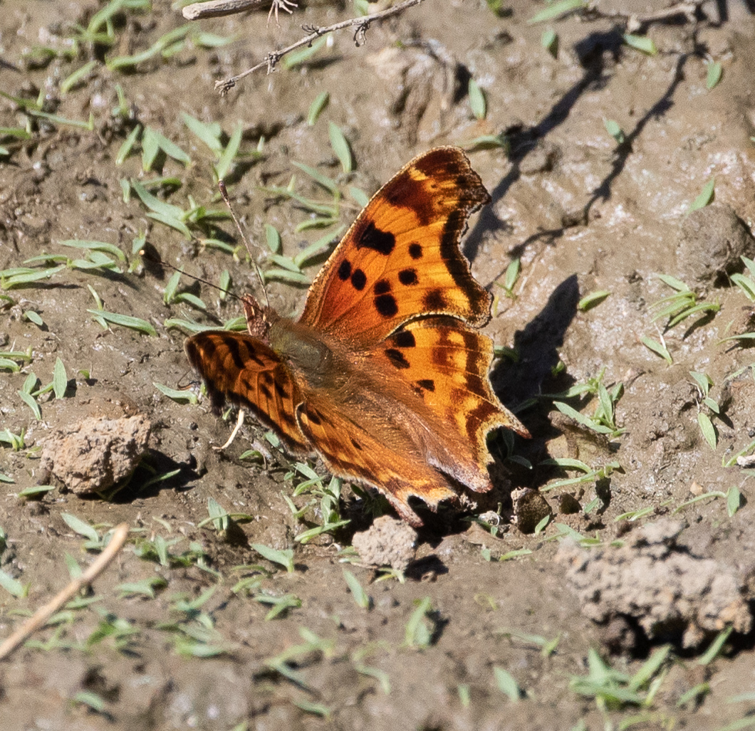 Satyr Comma - Native Here Nursery