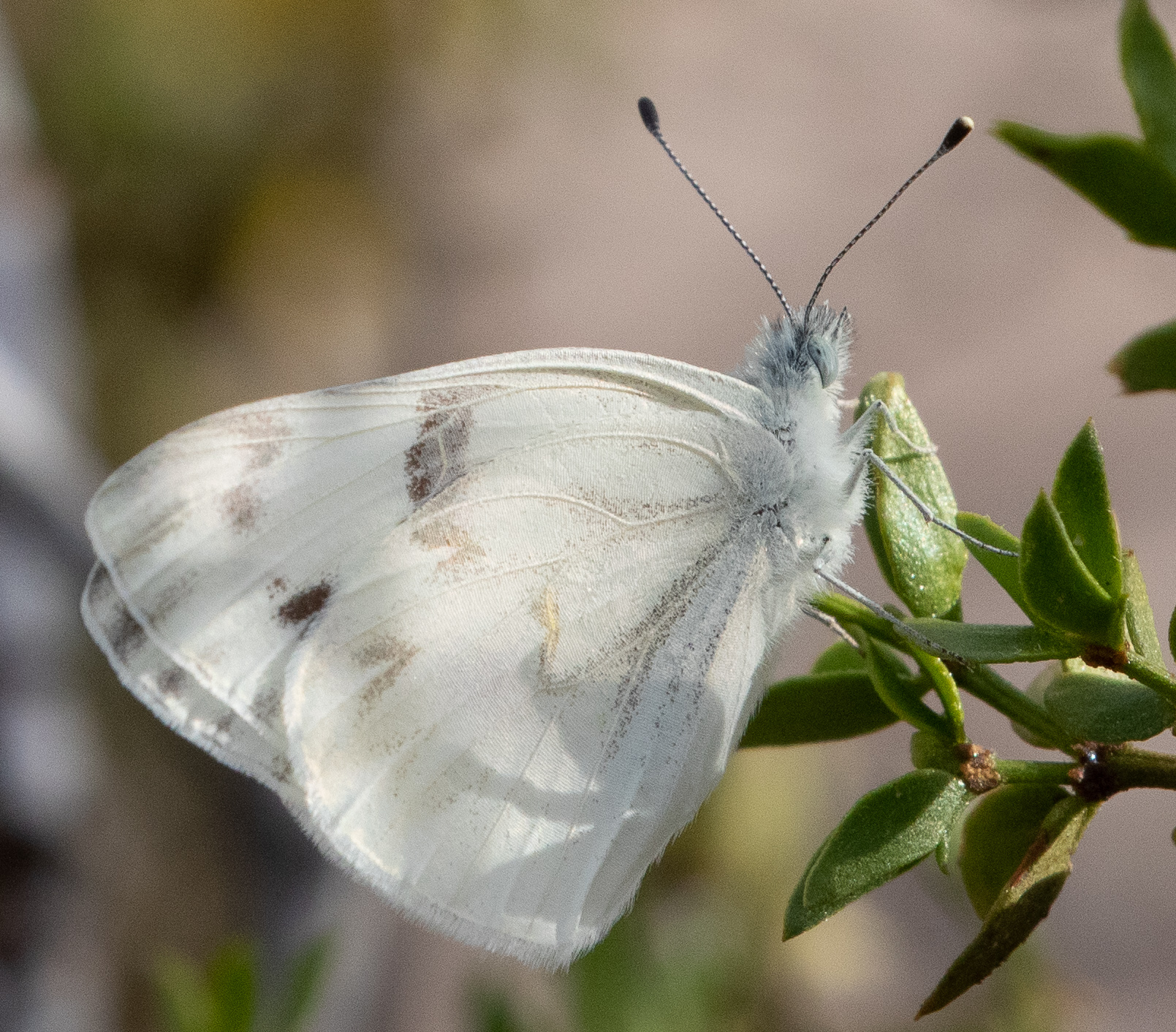 Checkered White Butterfly Checkered White | Butterflies Of New Jersey