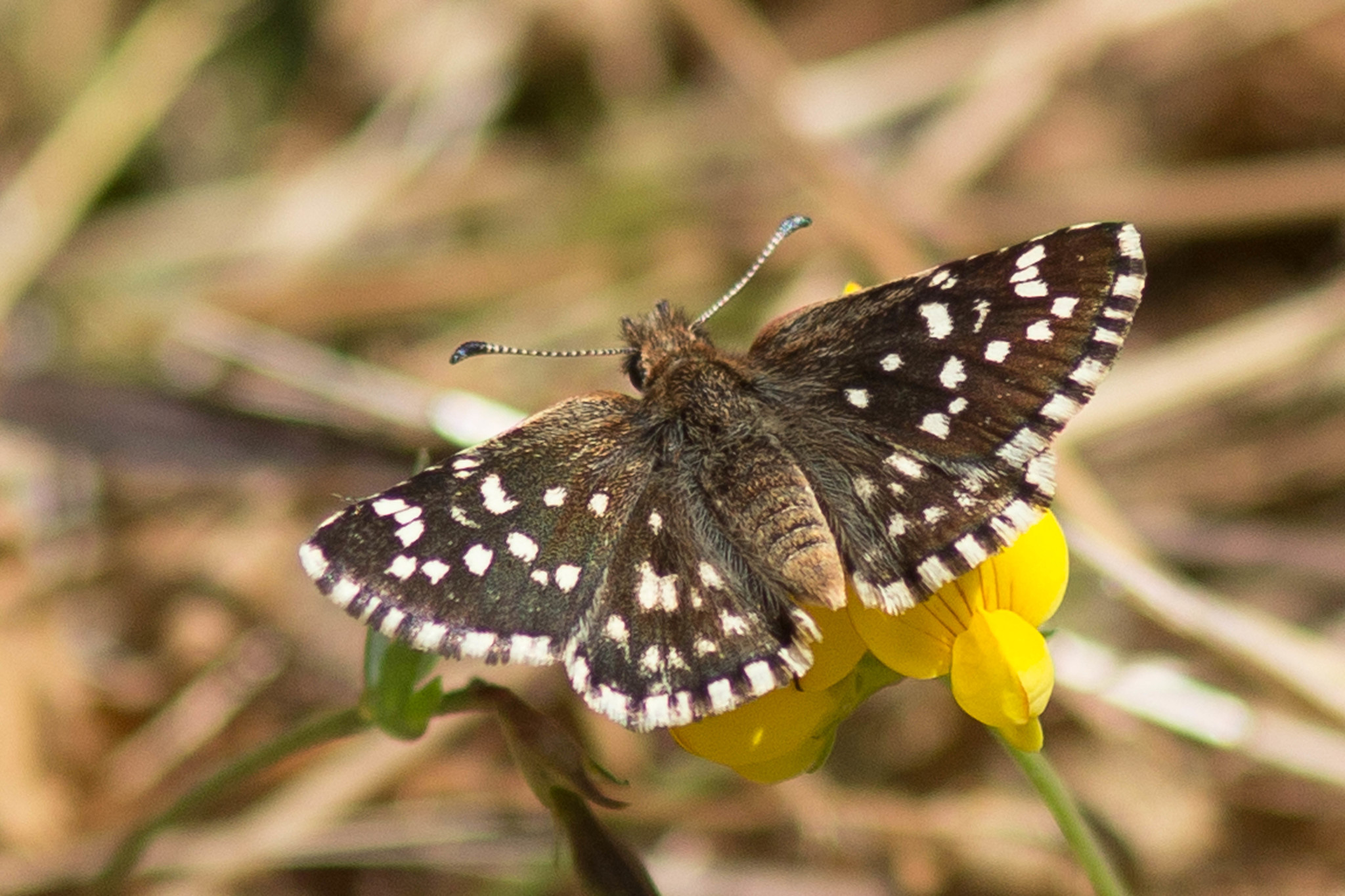 Two Banded Checkered Skipper - Native Here Nursery