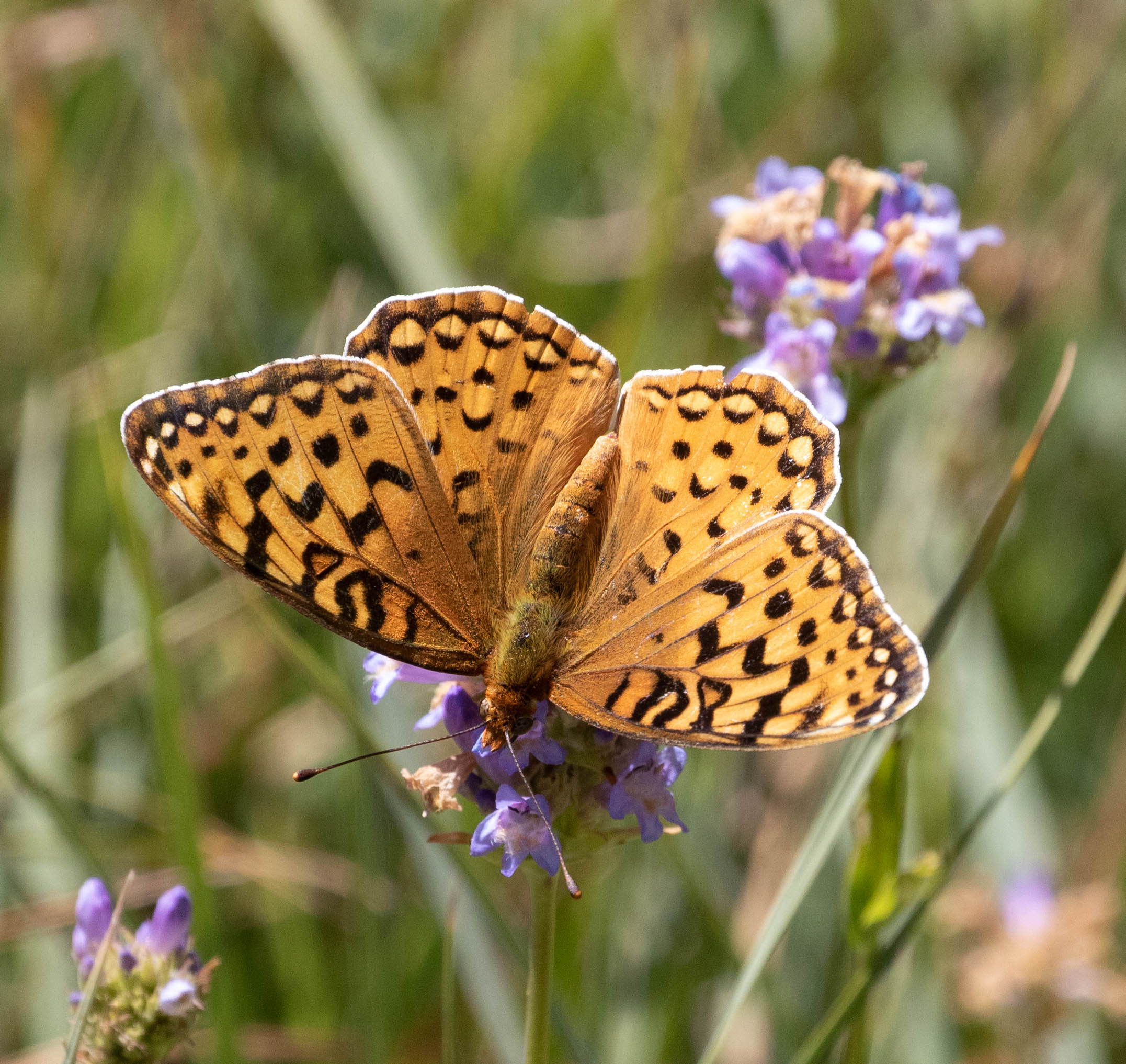 Callippe Fritillary - Native Here Nursery