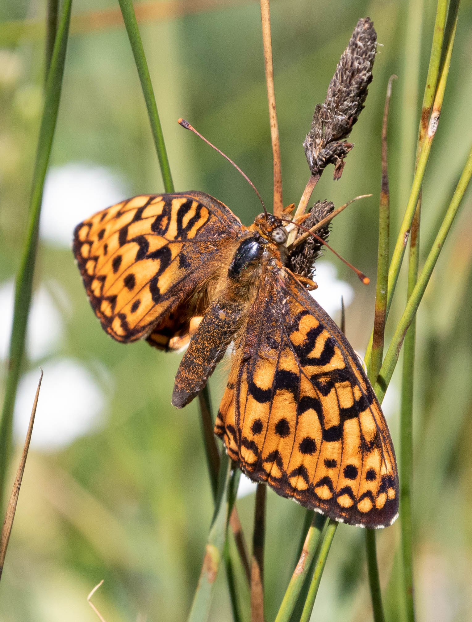 Hydaspe Fritillary - Native Here Nursery