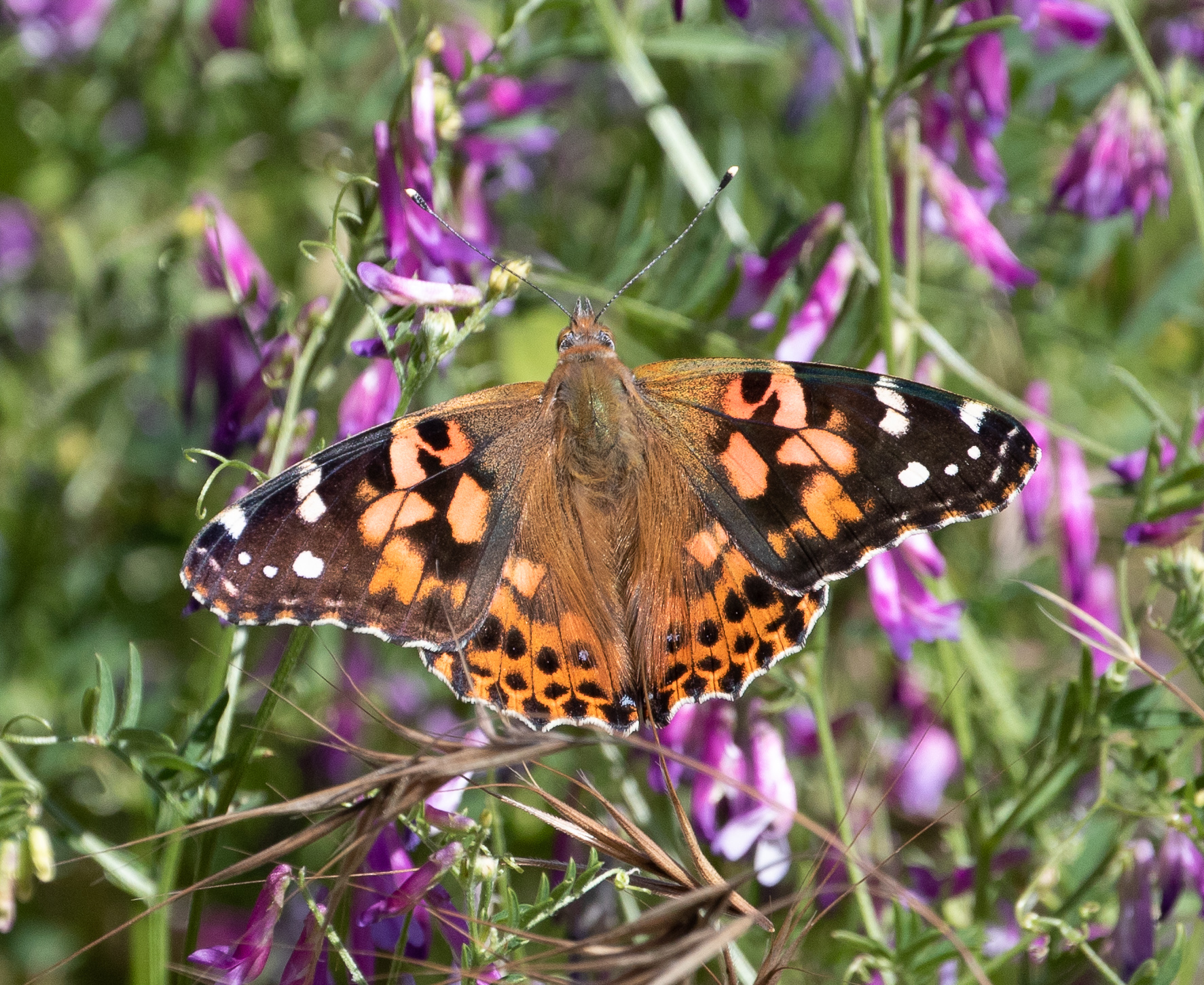 Painted Lady - Native Here Nursery