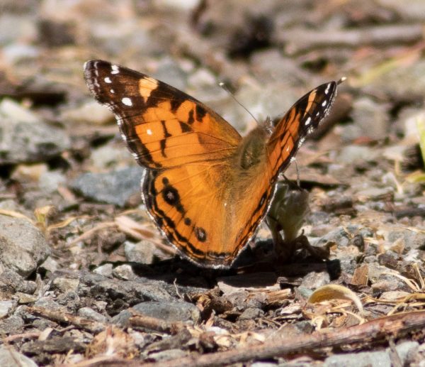 American Lady Butterfly | Native Here Nursery