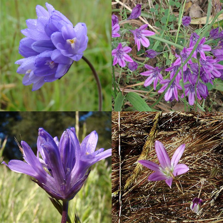 California Native Bulbs - Native Here Nursery