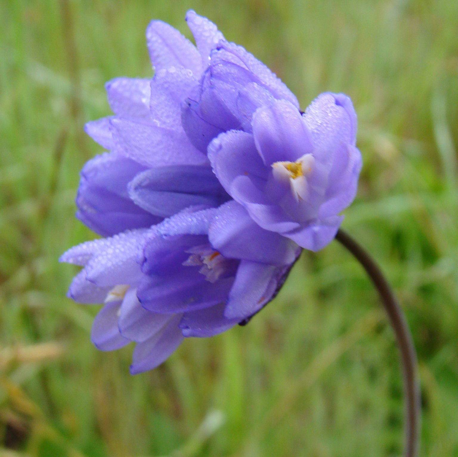 Blue flowers, bulb mix - Native Here Nursery