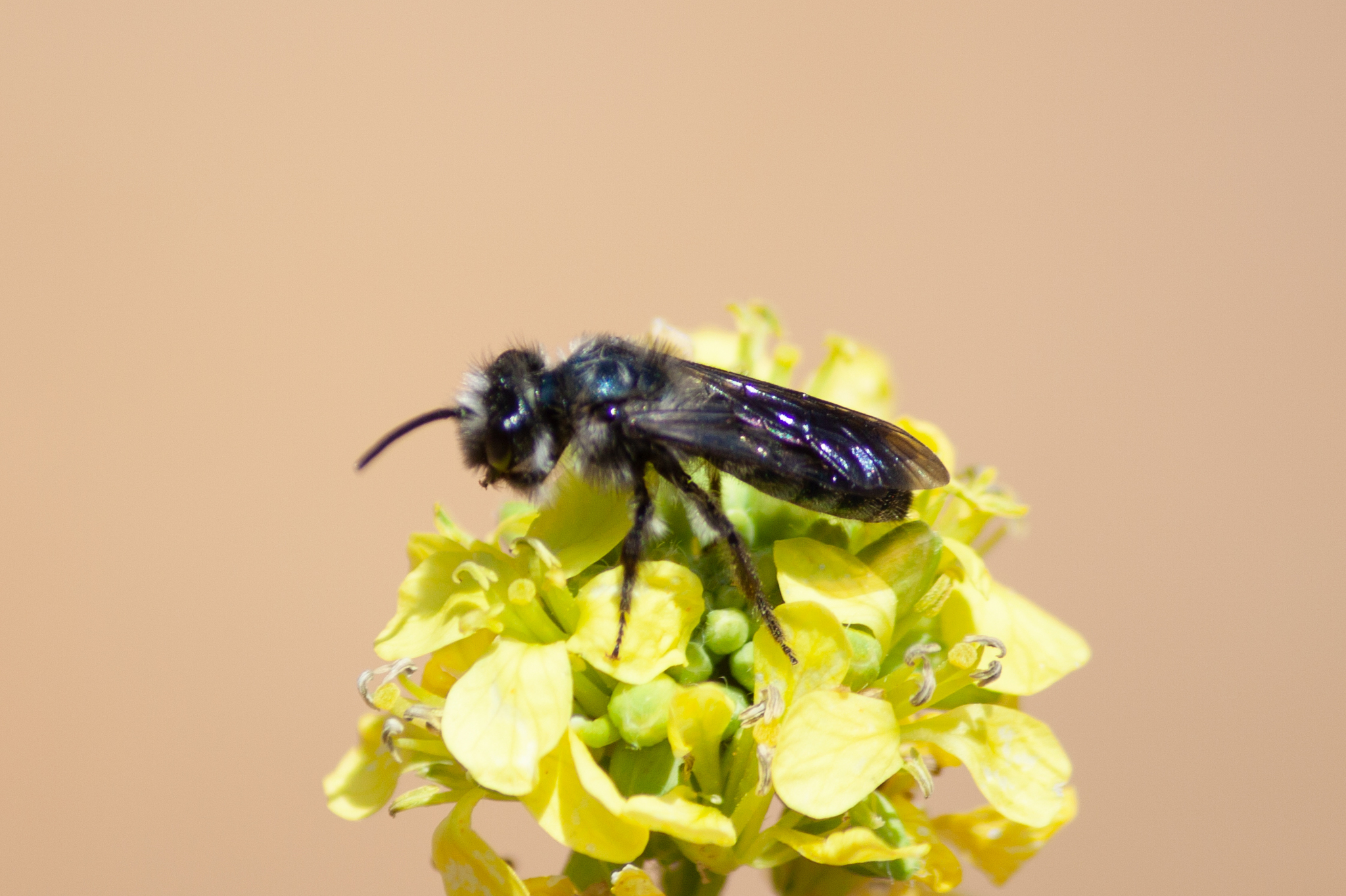 Cherry Plum Mining Bee - Native Here Nursery