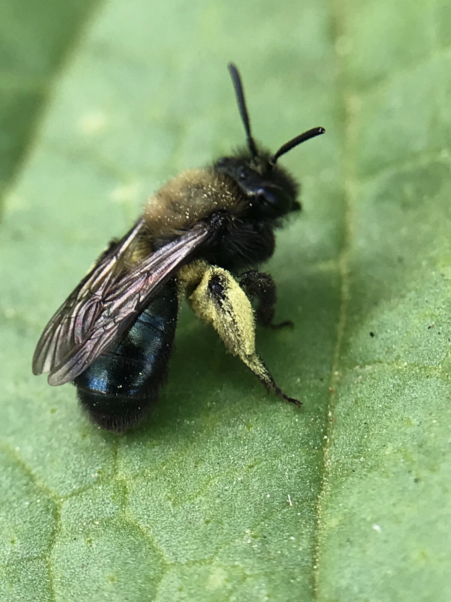 Blue-and-black Mining Bee - Native Here Nursery