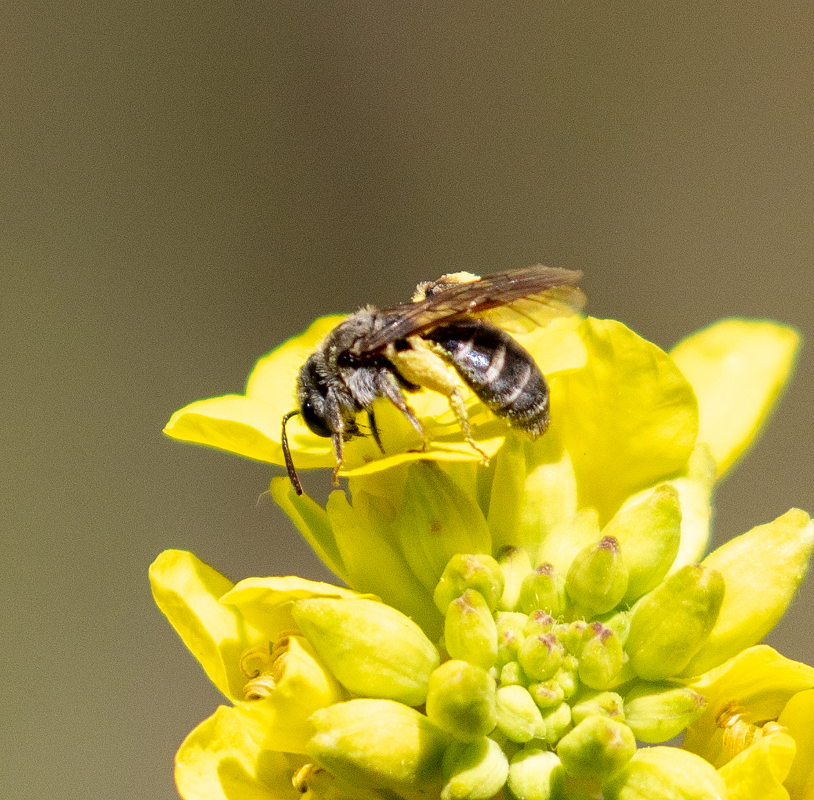 Piper's Miner Bee - Native Here Nursery