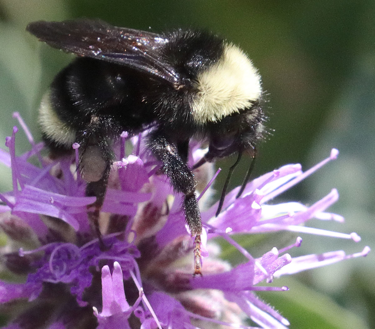California Bumble Bee - Native Here Nursery