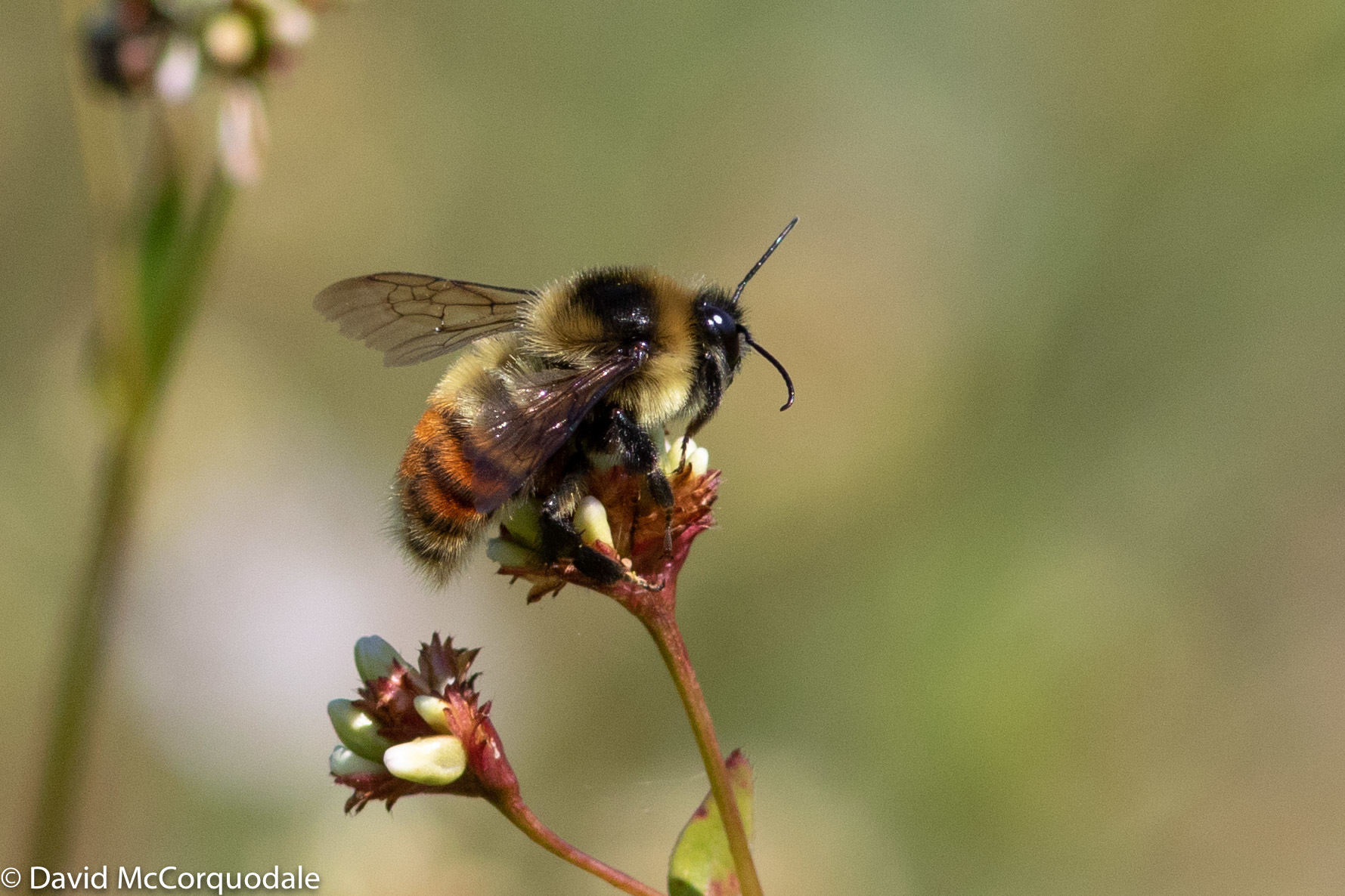 Red-belted Bumble Bee - Native Here Nursery