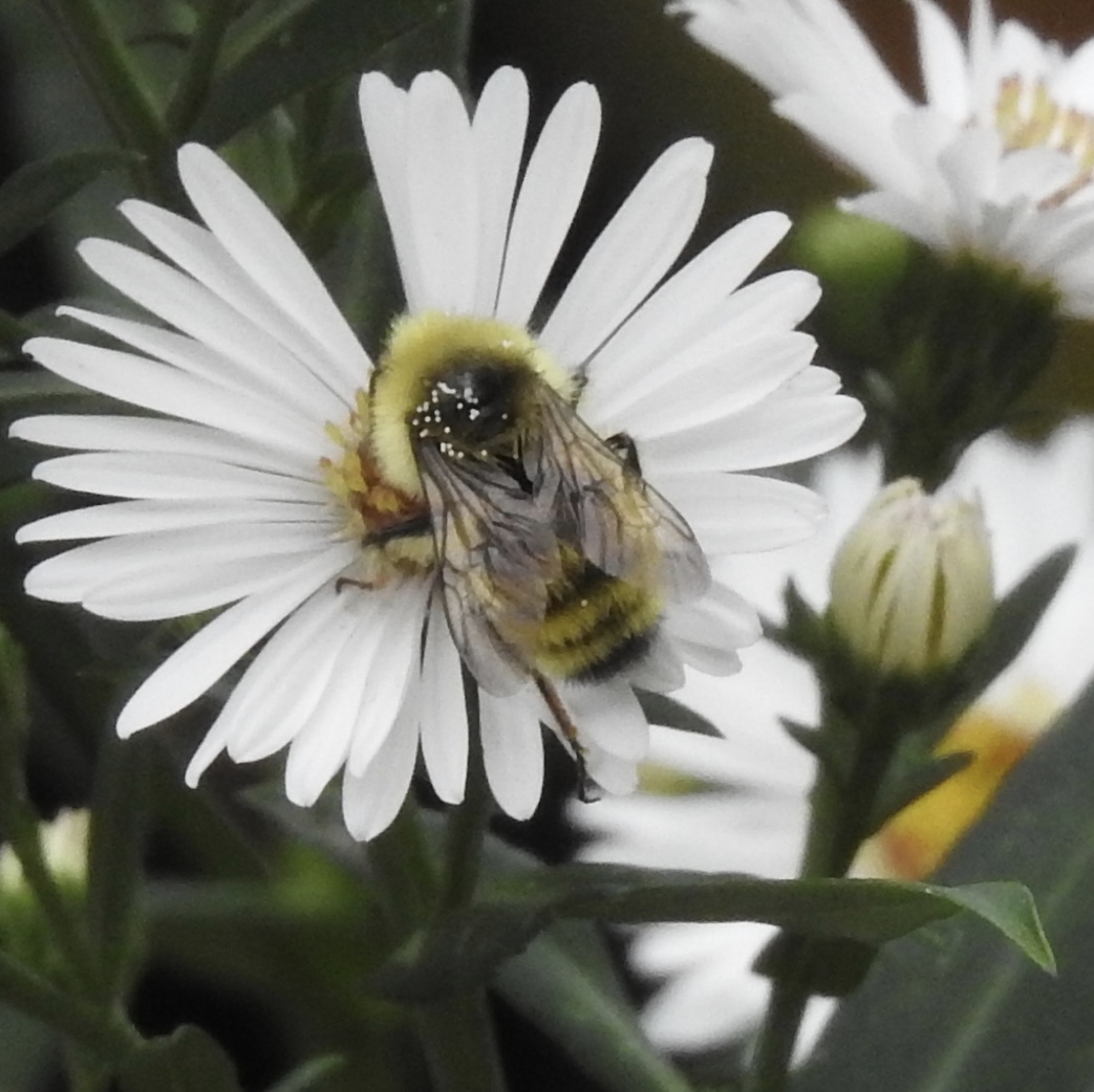Van Dyke's Bumble Bee - Native Here Nursery