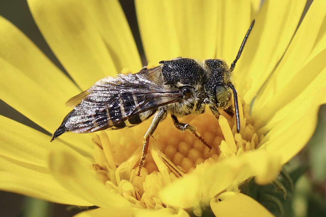 Red-footed Sharptail - Native Here Nursery
