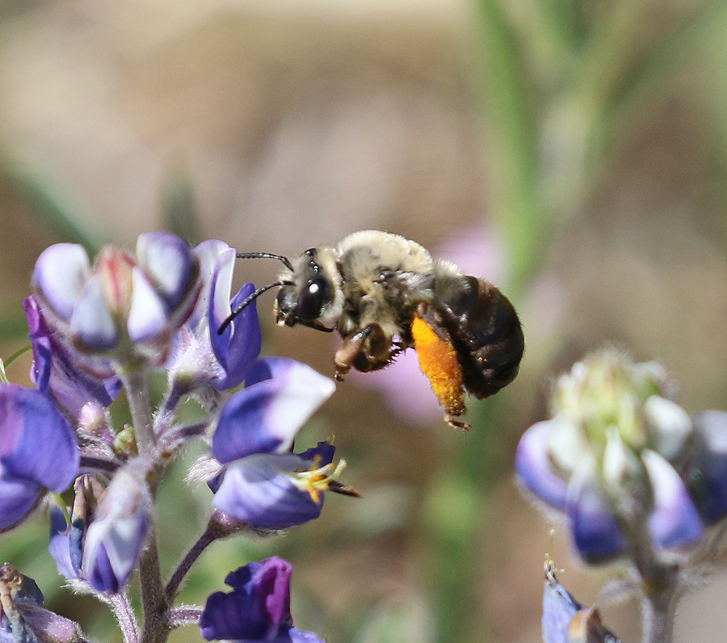White-haired Monk Longhorn - Native Here Nursery