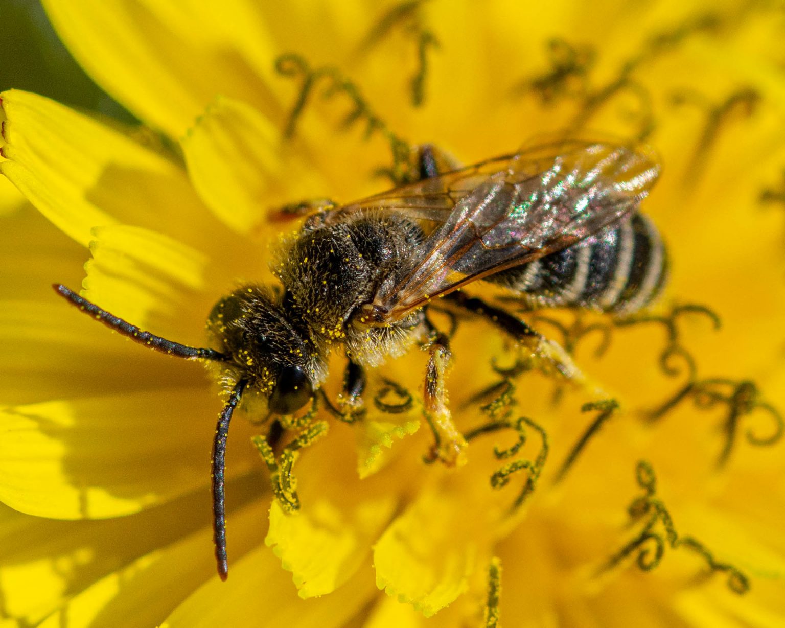 Ligated Furrow Bee - Native Here Nursery