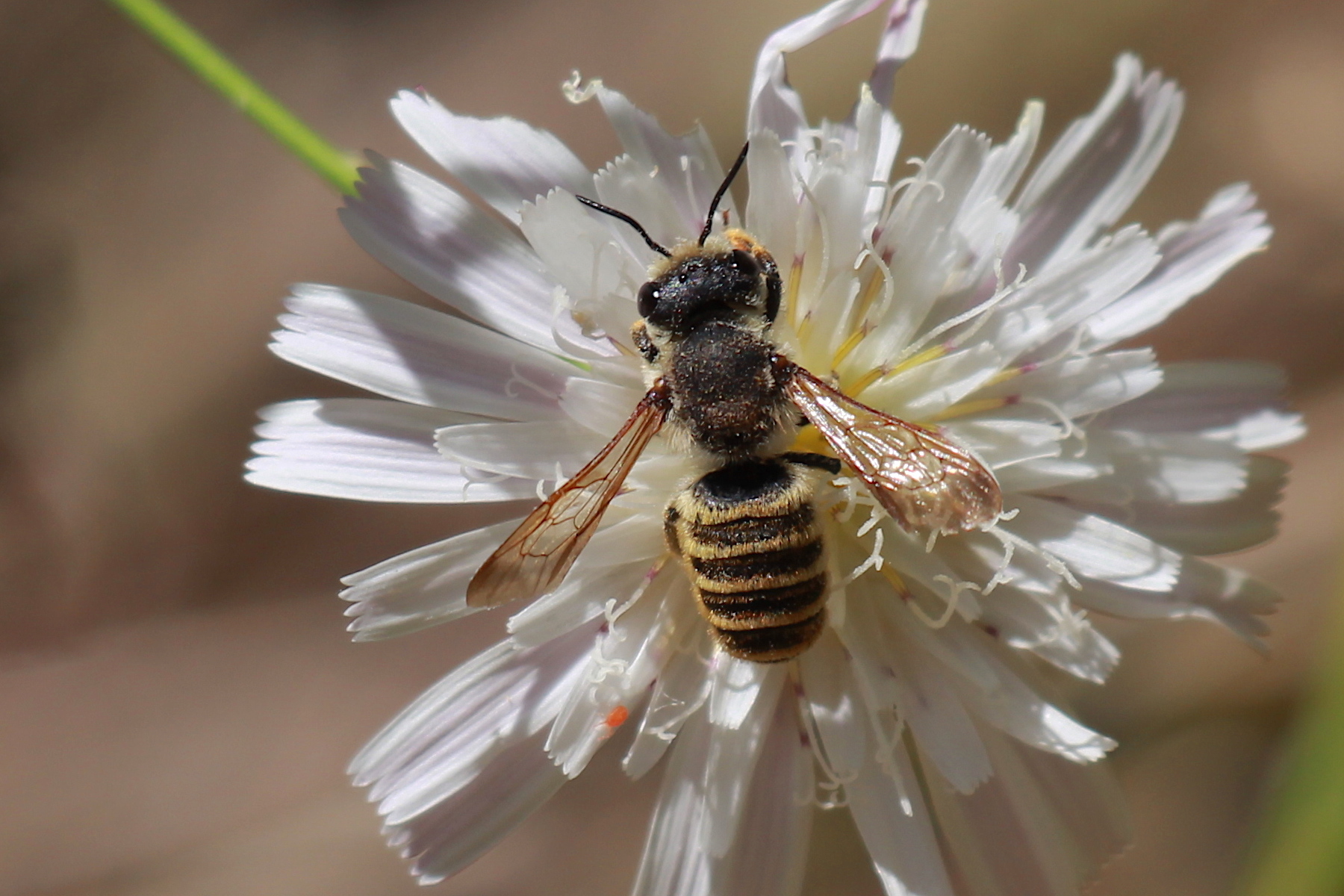 Horn-faced Leafcutter Bee - Native Here Nursery