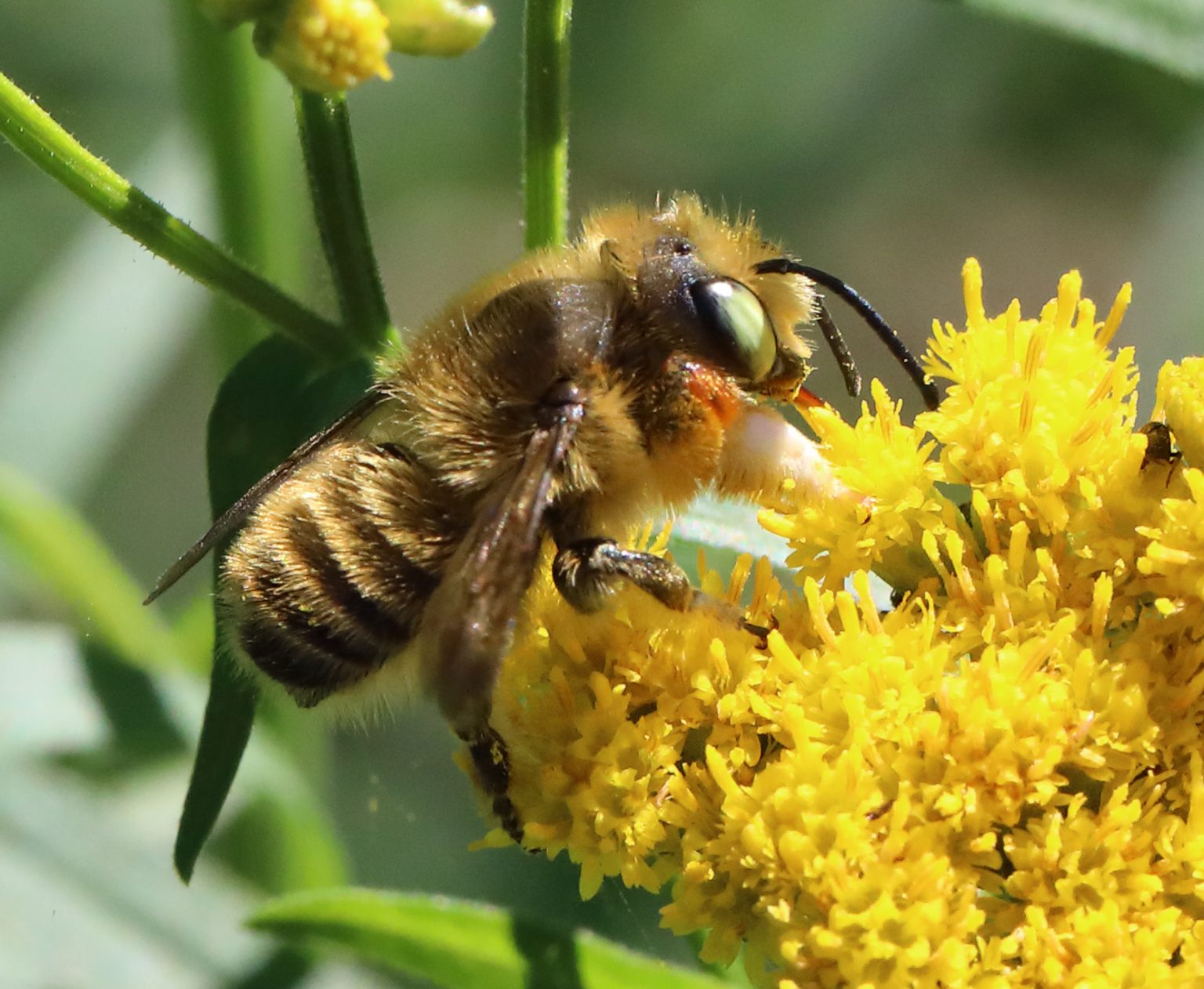 Western Leafcutter Bee - Native Here Nursery