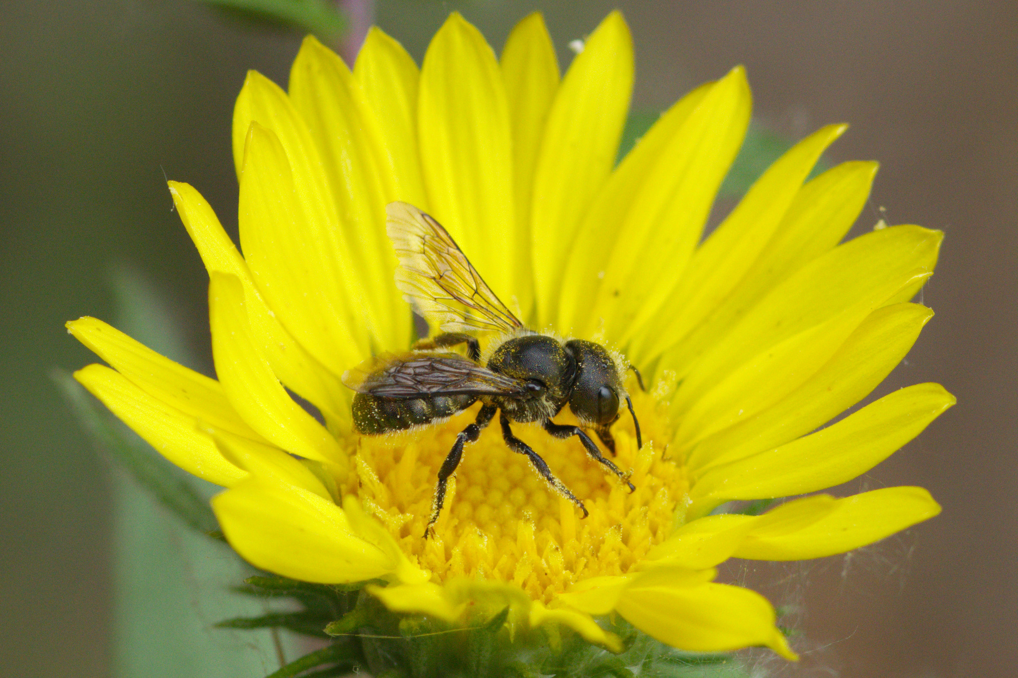 Colorado Mason - Native Here Nursery