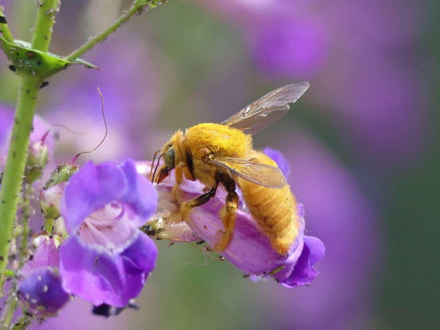 Valley Carpenter Bee - Native Here Nursery