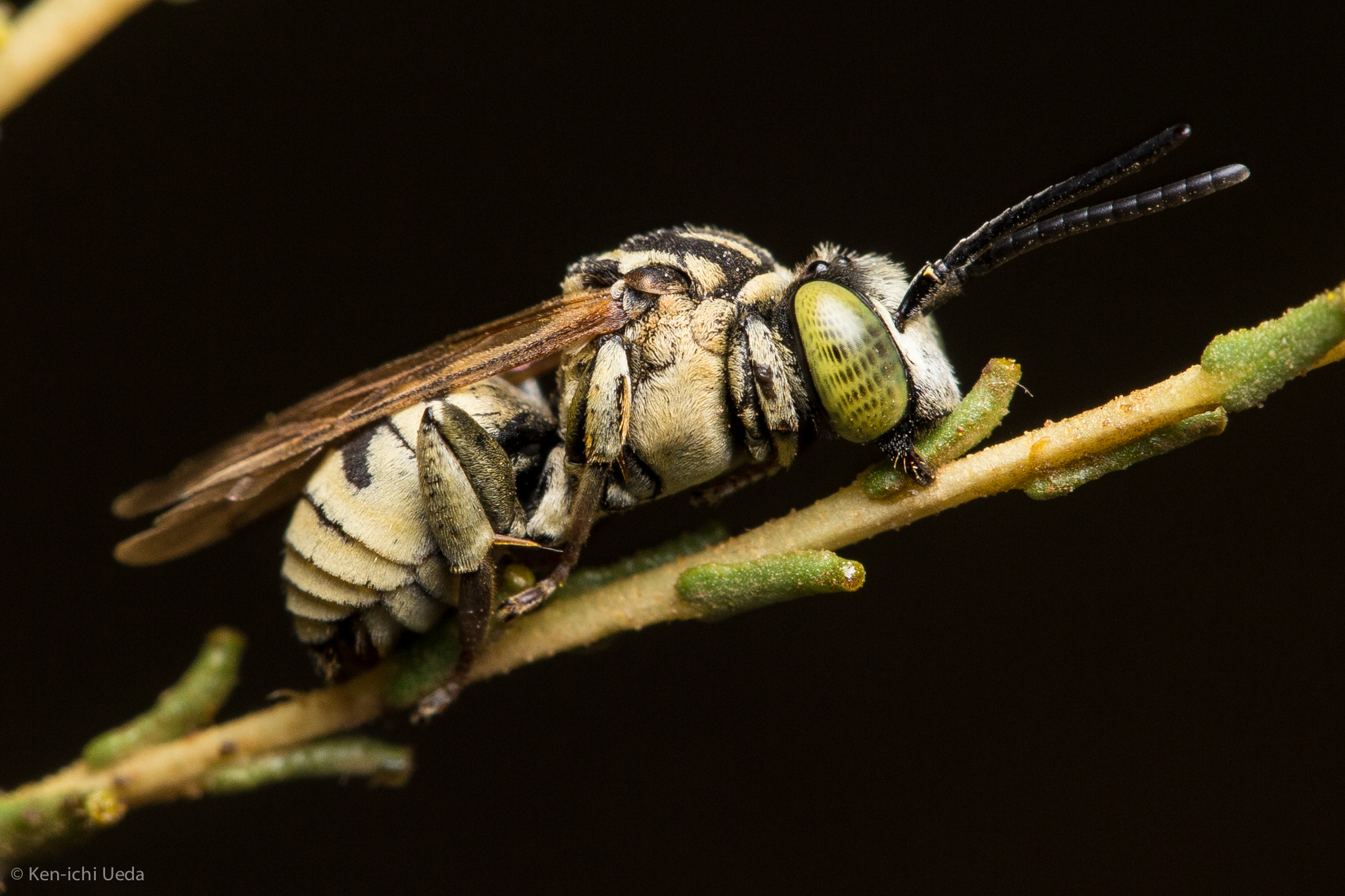 California Longhorn-Cuckoo Bee - Native Here Nursery